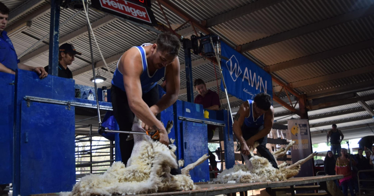 Shear fun at Clunes event | The Maryborough District Advertiser | Local ...